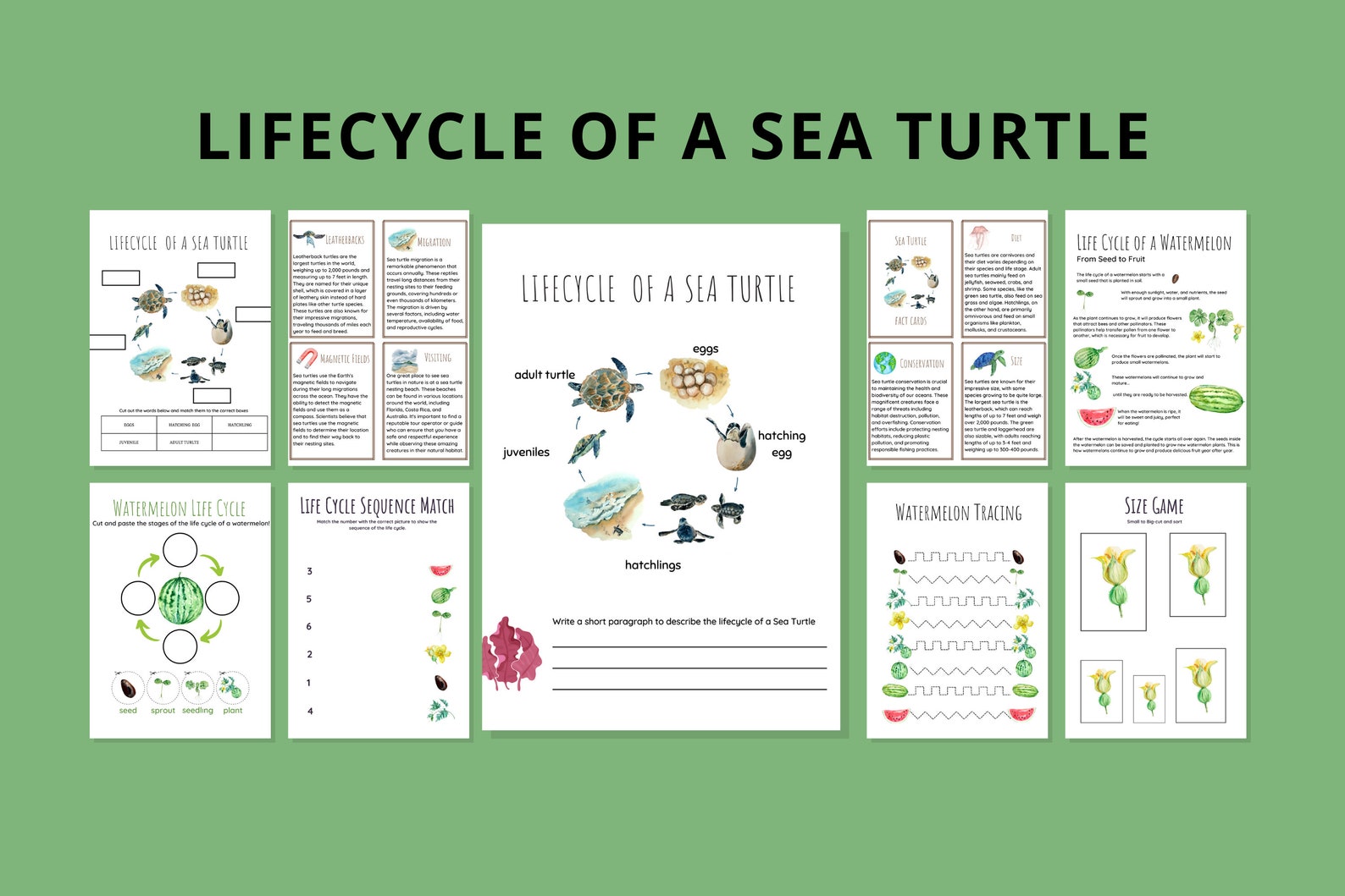 Sea Turtle Unit Study Homeschool Printable Nature Life Cycle Science ...