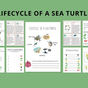 Sea Turtle Unit Study Homeschool Printable Nature Life Cycle Science ...