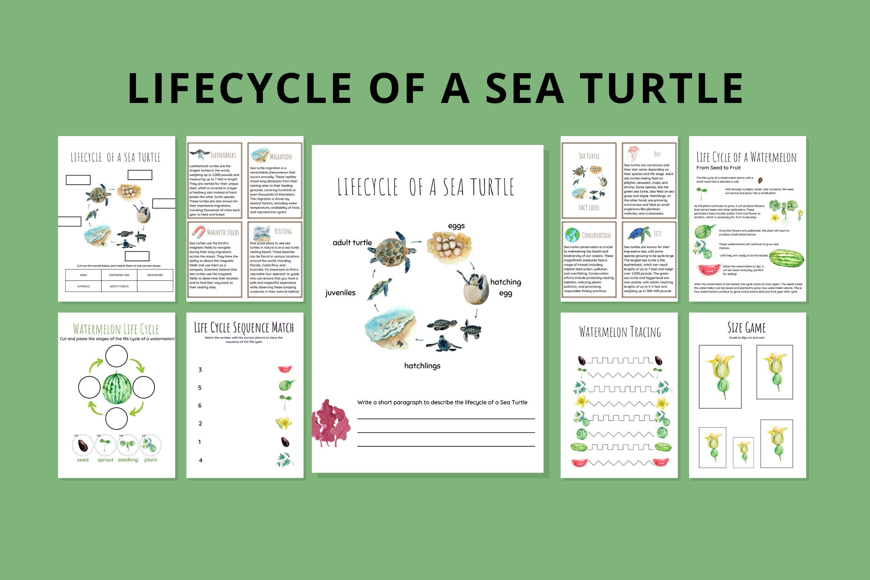 Sea Turtle Unit Study Homeschool Printable Nature Life Cycle Science ...