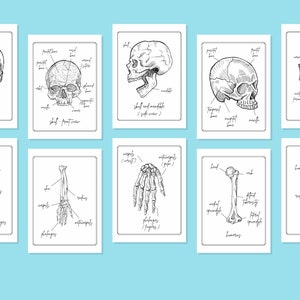 Human Anatomy Coloring Pages, Skeletal Coloring Book, Printable Anatomy ...