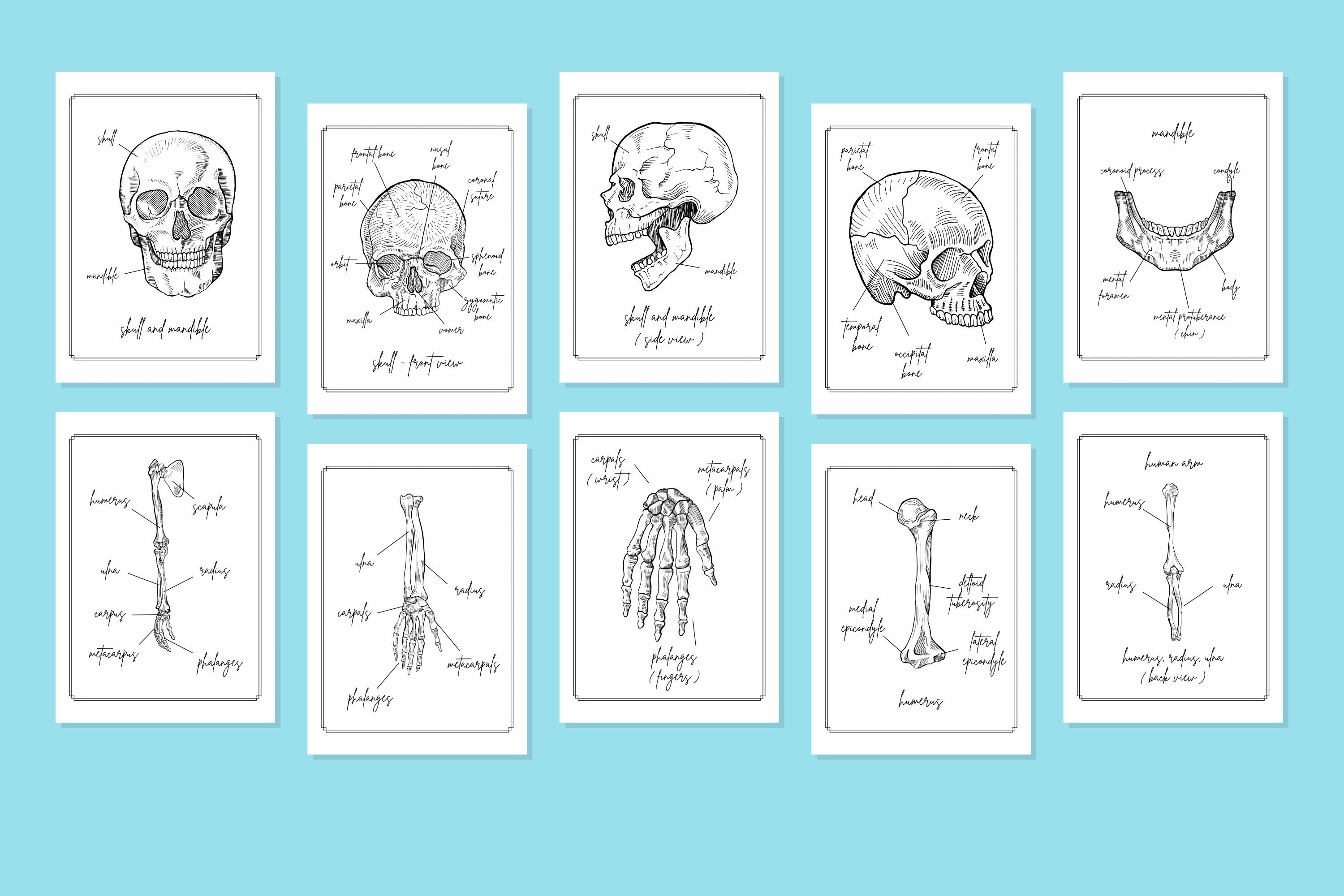 Human Anatomy Coloring Pages, Skeletal Coloring Book, Printable Anatomy ...