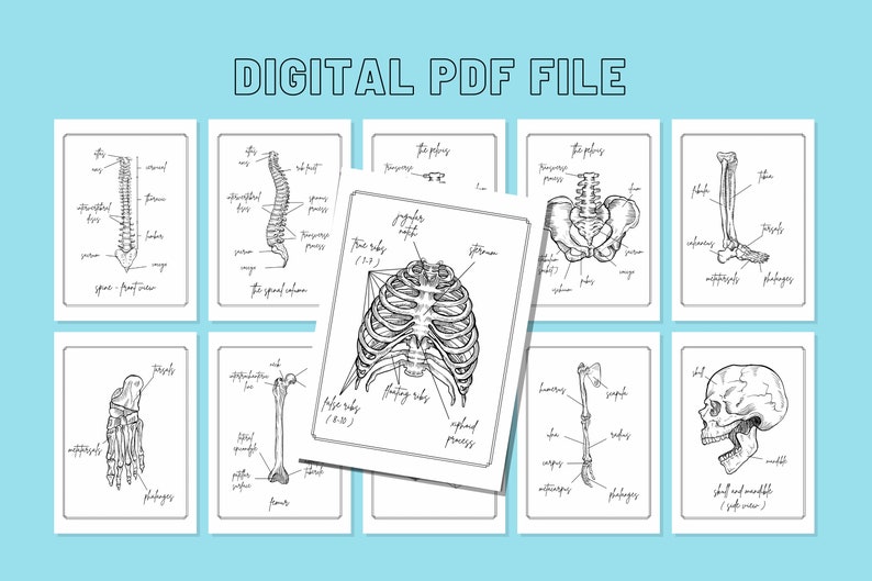 Human Anatomy Coloring Pages, Skeletal Coloring Book, Printable Anatomy ...