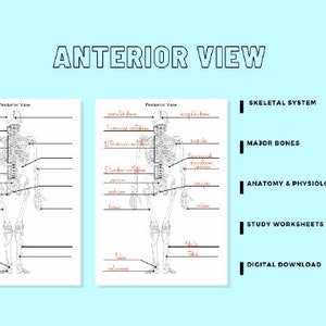 Human Anatomy Coloring Pages, Skeletal Coloring Book, Printable Anatomy ...