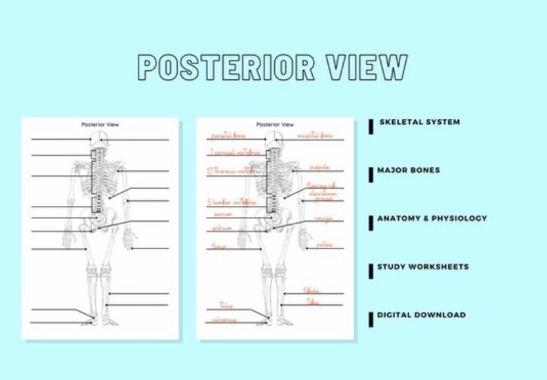 Skeletal System Printable Major Bones Human Body Anatomy & - Etsy