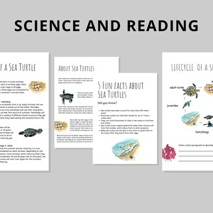 Sea Turtle Unit Study Homeschool Printable Nature Life Cycle Science ...