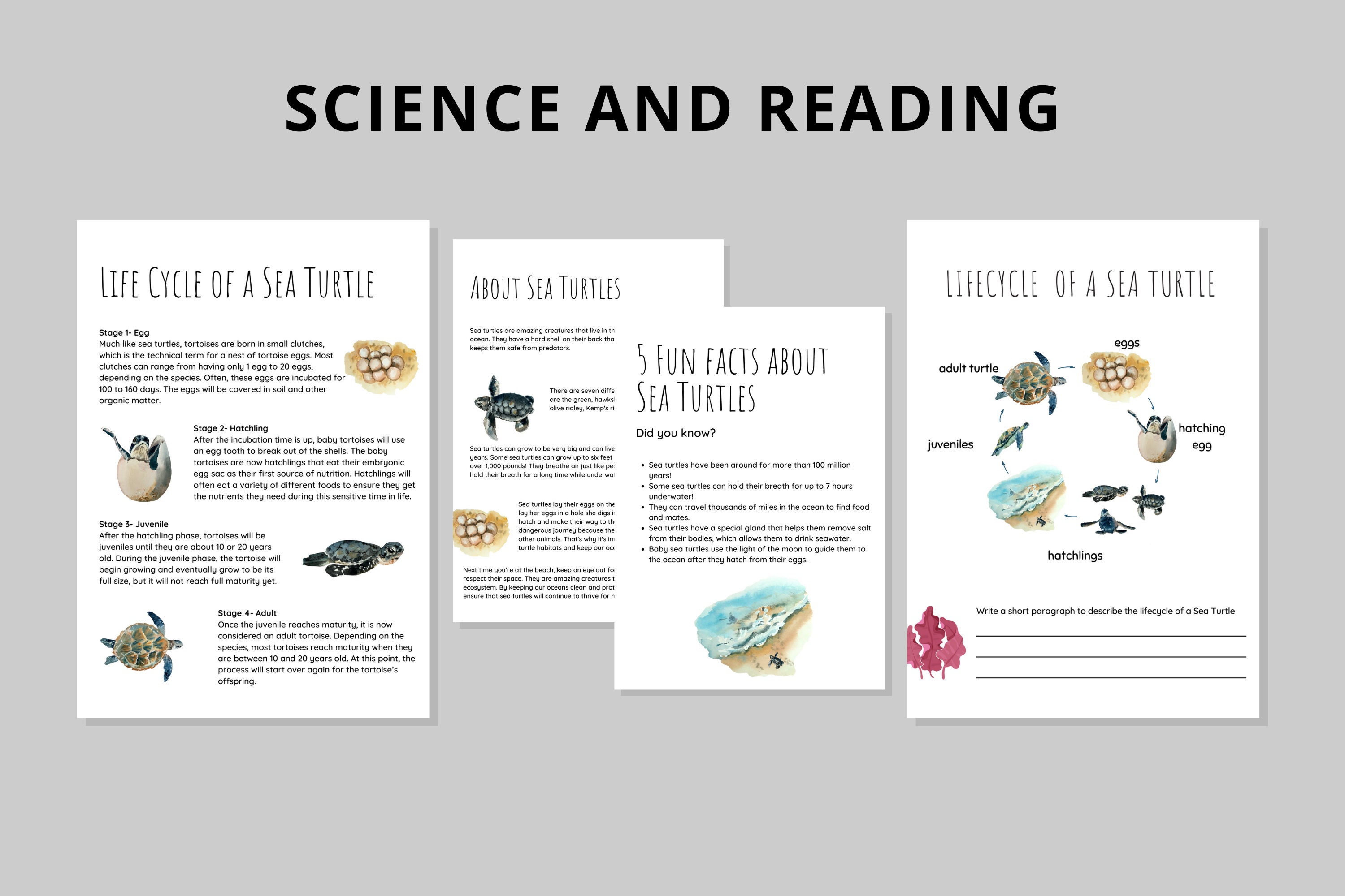 Sea Turtle Unit Study Homeschool Printable Nature Life Cycle Science ...