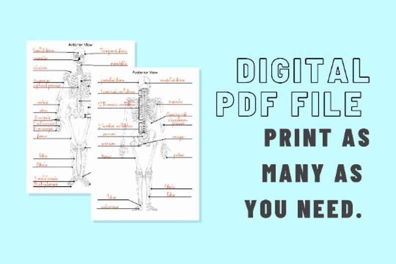 Skeletal System Printable Major Bones Human Body Anatomy & - Etsy