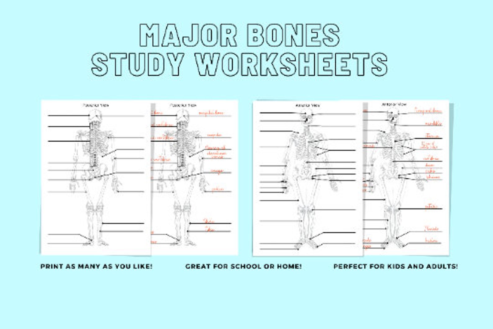 Human Anatomy Coloring Pages, Skeletal Coloring Book, Printable Anatomy ...