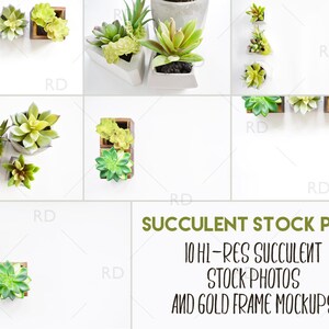 Succulent Stock Photos and Frame Mockup Pack / Styled Stock Photography ...
