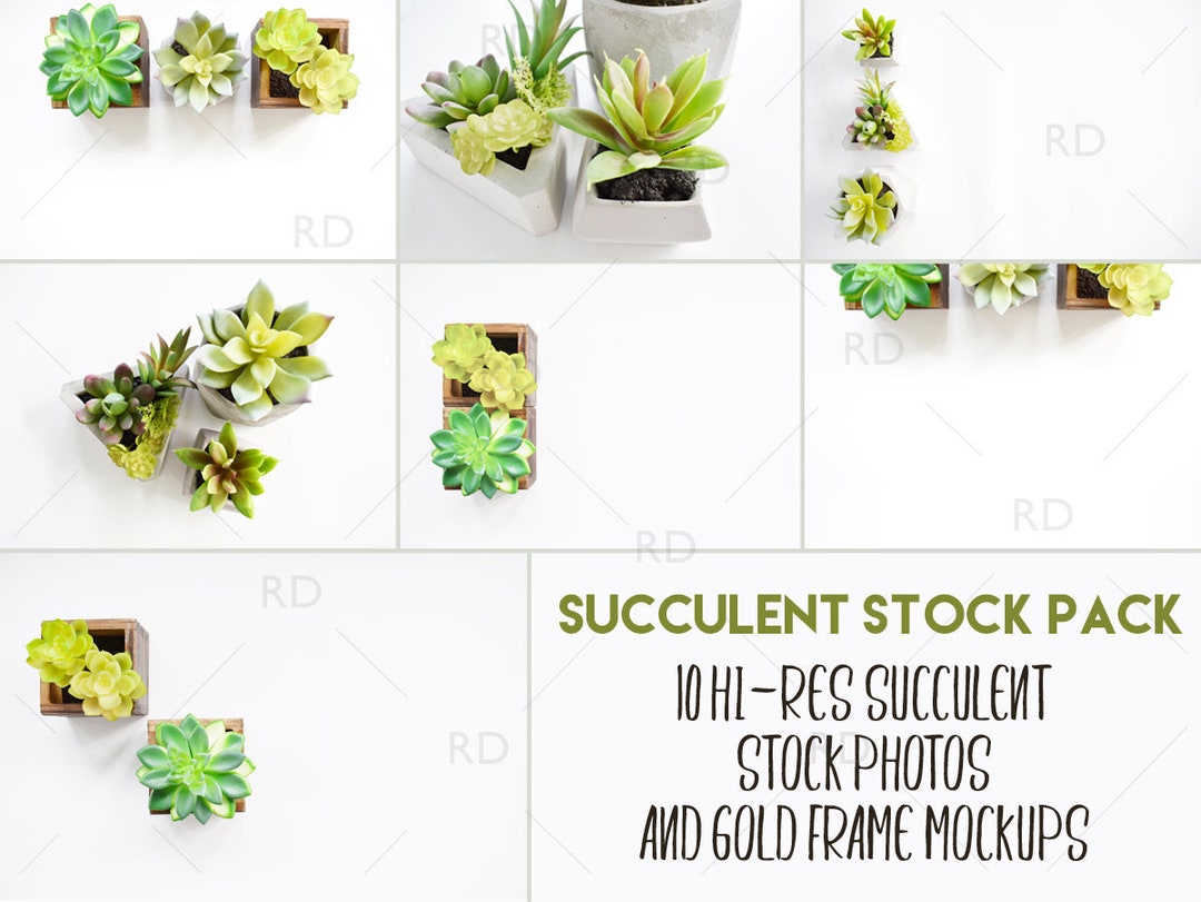 Succulent Stock Photos and Frame Mockup Pack / Styled Stock Photography ...