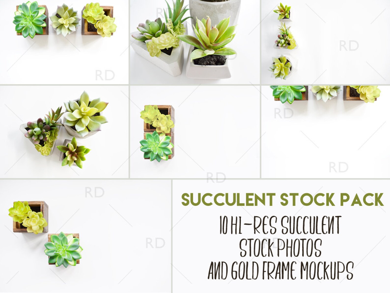 Succulent Stock Photos and Frame Mockup Pack / Styled Stock | Etsy