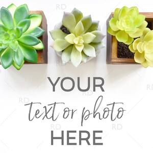 Succulent Stock Photos and Frame Mockup Pack / Styled Stock Photography ...