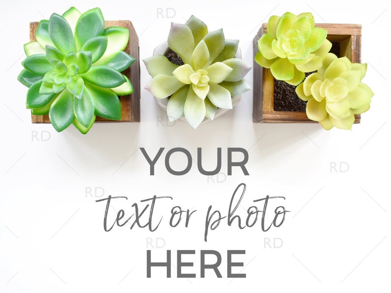Succulent Stock Photos and Frame Mockup Pack / Styled Stock | Etsy
