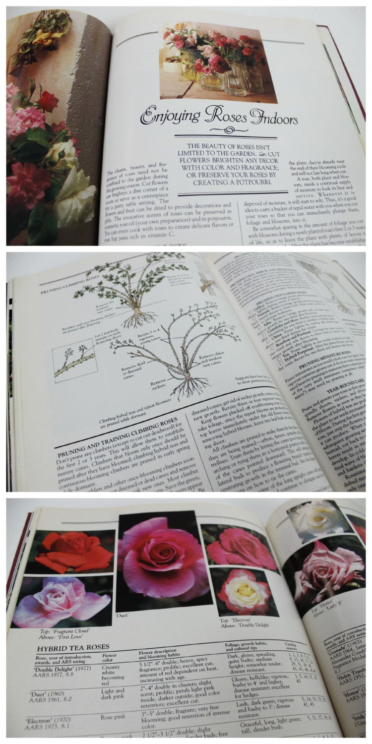 All About Roses Revised Edition Ortho Books American Rose - Etsy