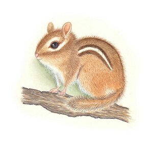 Woodland Nursery Art. Baby Animal Print. Chipmunk Watercolor Art. Kids ...
