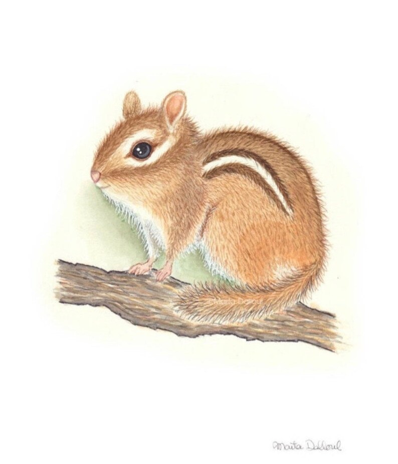 Woodland Nursery Art. Baby Animal Print. Chipmunk Watercolor - Etsy
