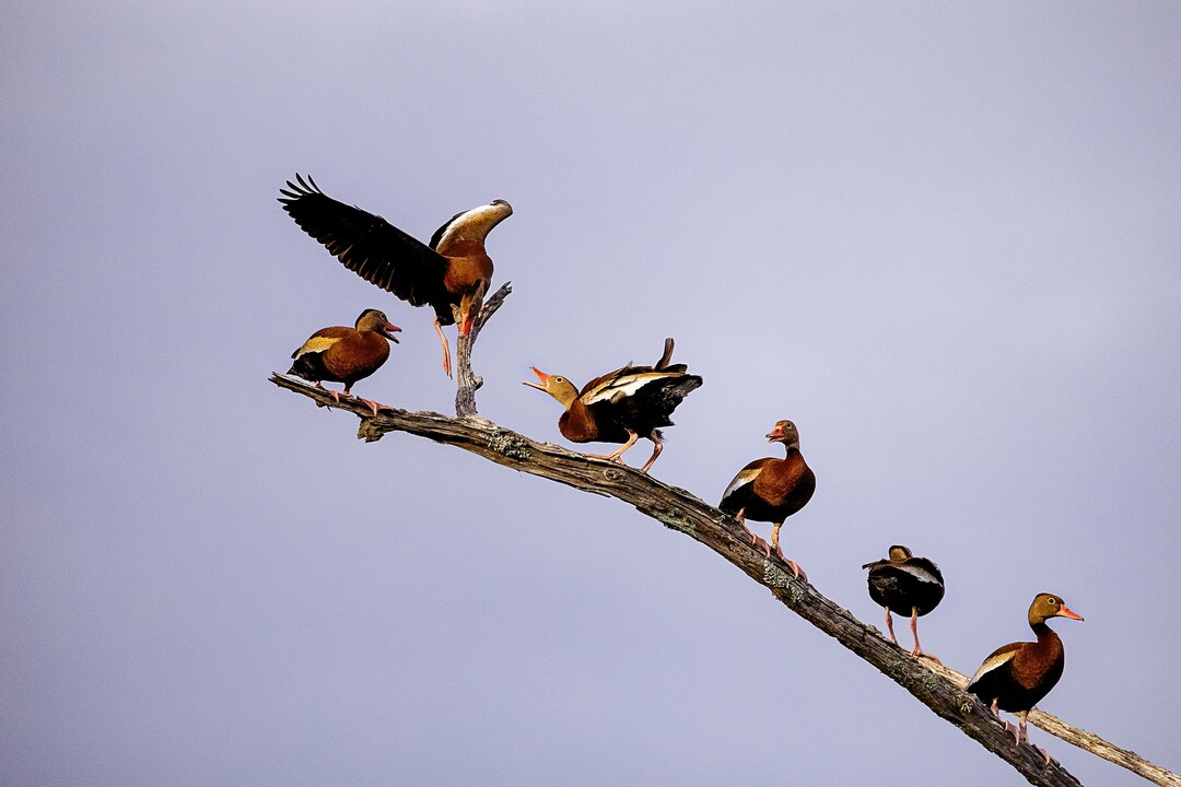 Black Bellied Whistling Ducks Arguing Photo Print - Etsy