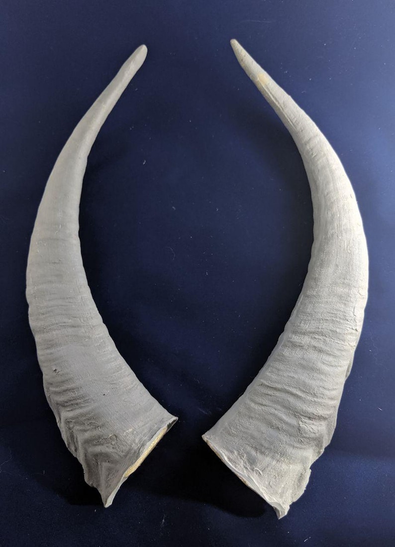 Medium Goat Horns - Etsy