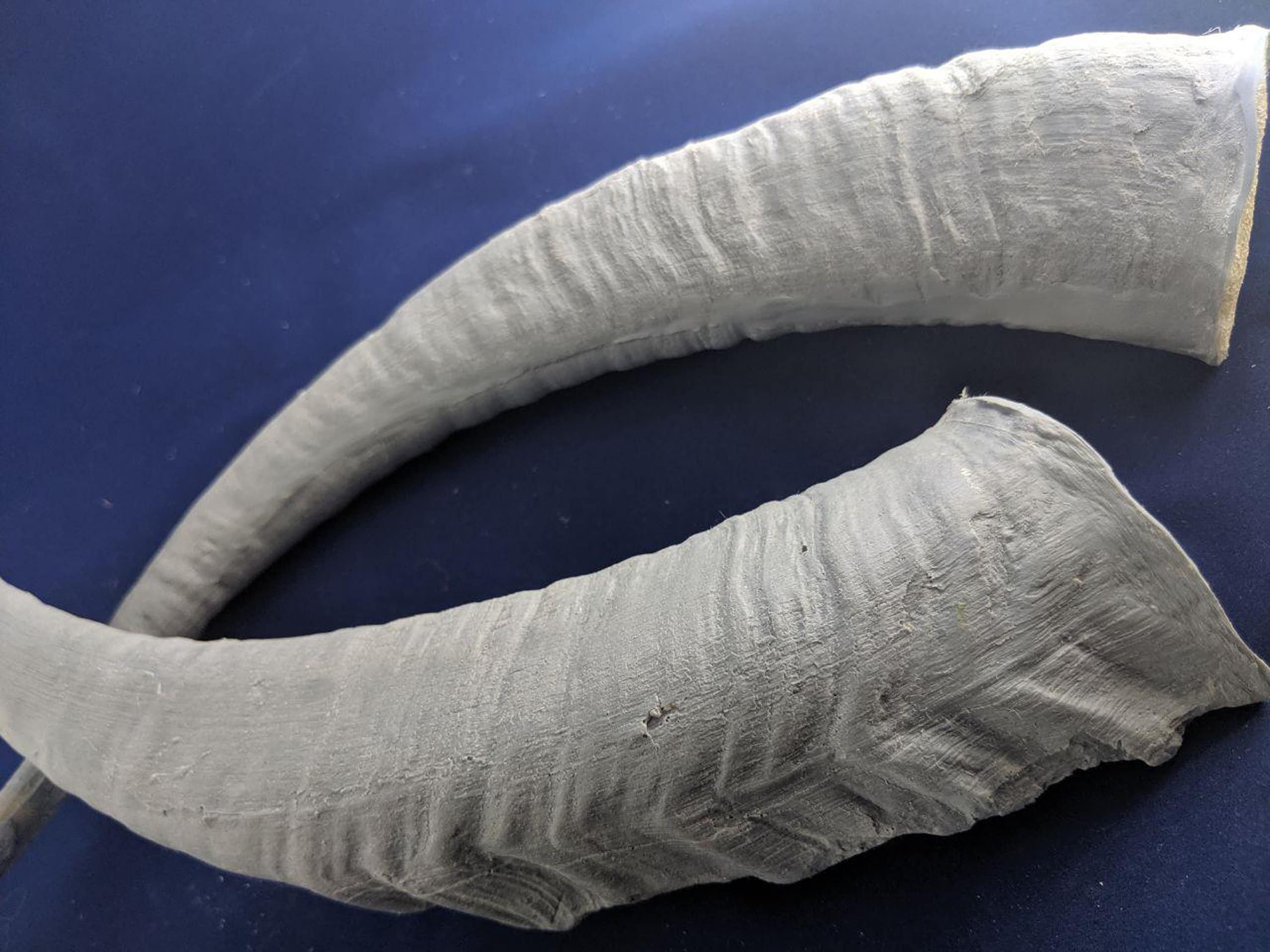 Medium Goat Horns (replicas) - Etsy