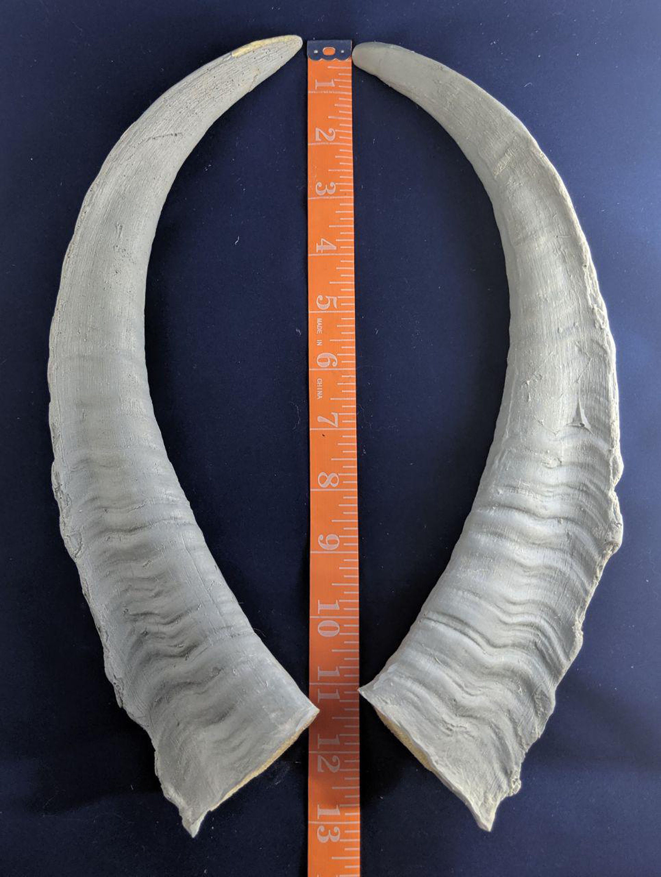 Medium Goat Horns - Etsy