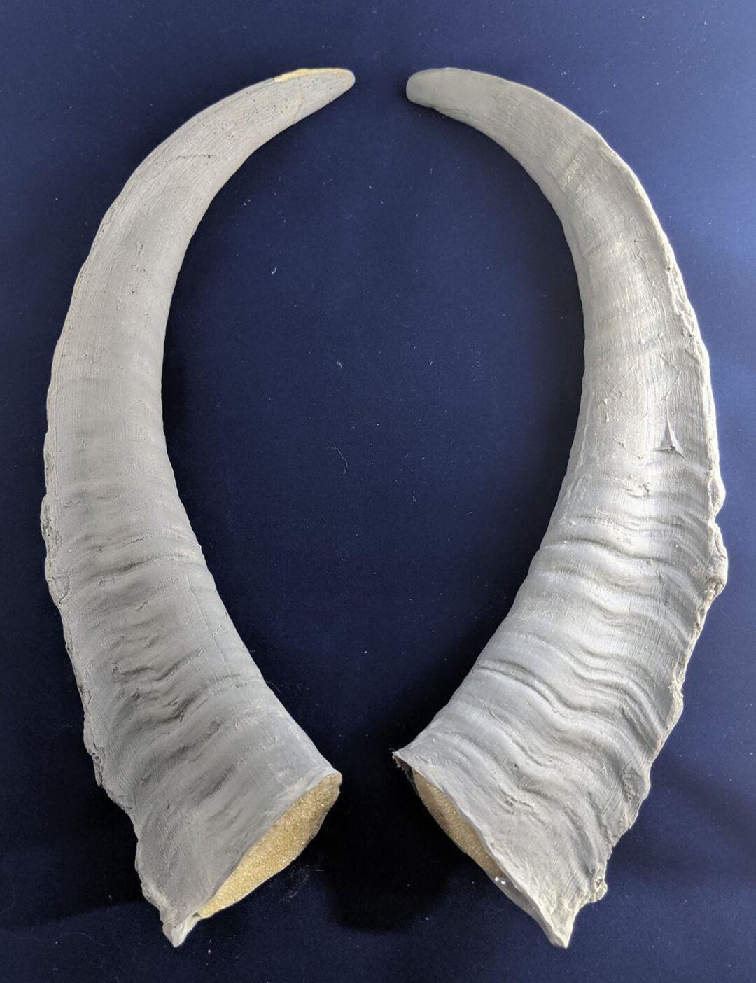 Medium Goat Horns - Etsy