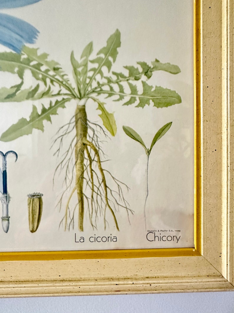 Vintage Marta Seitz Large Framed Art - La Chicoree Sauvage - Wegwarte ...