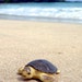 Honu sea Turtle Ocarina Designed on Maui - Etsy