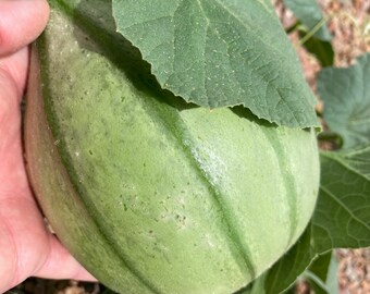 Madhu Ras Rajas Than Melon honey Melon - Etsy