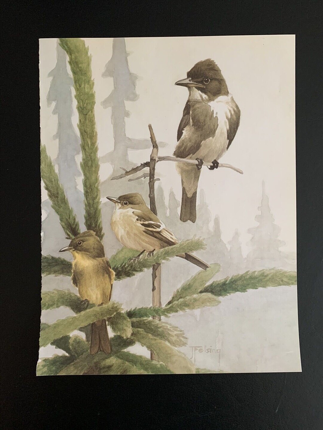 Acadian Flycatcher Bird Art Print Book Page Illustrated J. Felsing 9” X ...
