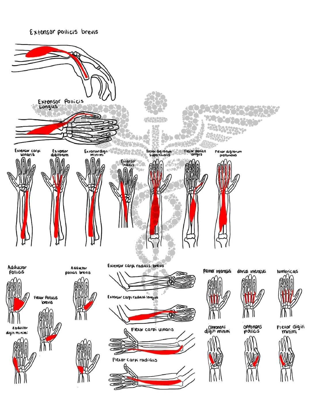 Upper Extremity Muscles - Etsy