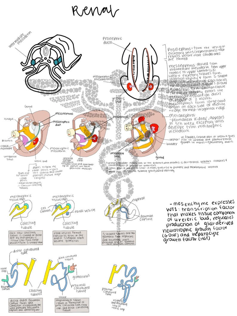 Embryology Renal System - Etsy