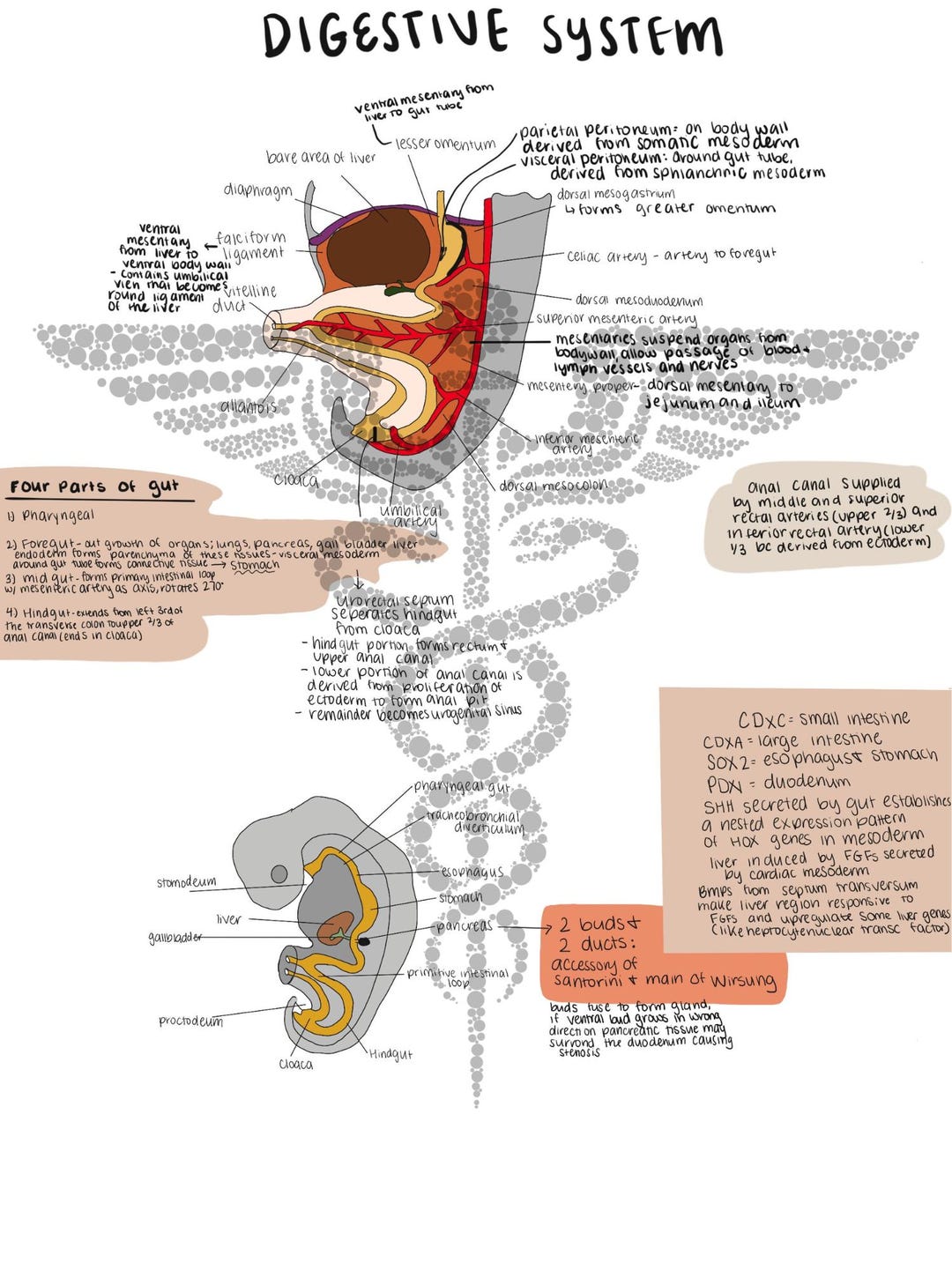 Embryology Digestive System - Etsy