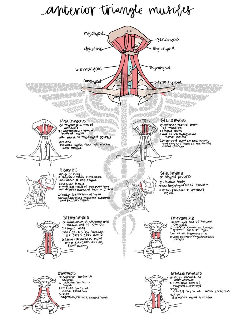 Anterior Triangle of the Neck Muscles - Etsy