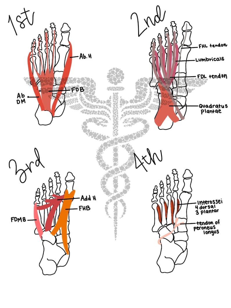 Muscles of the Foot - Etsy