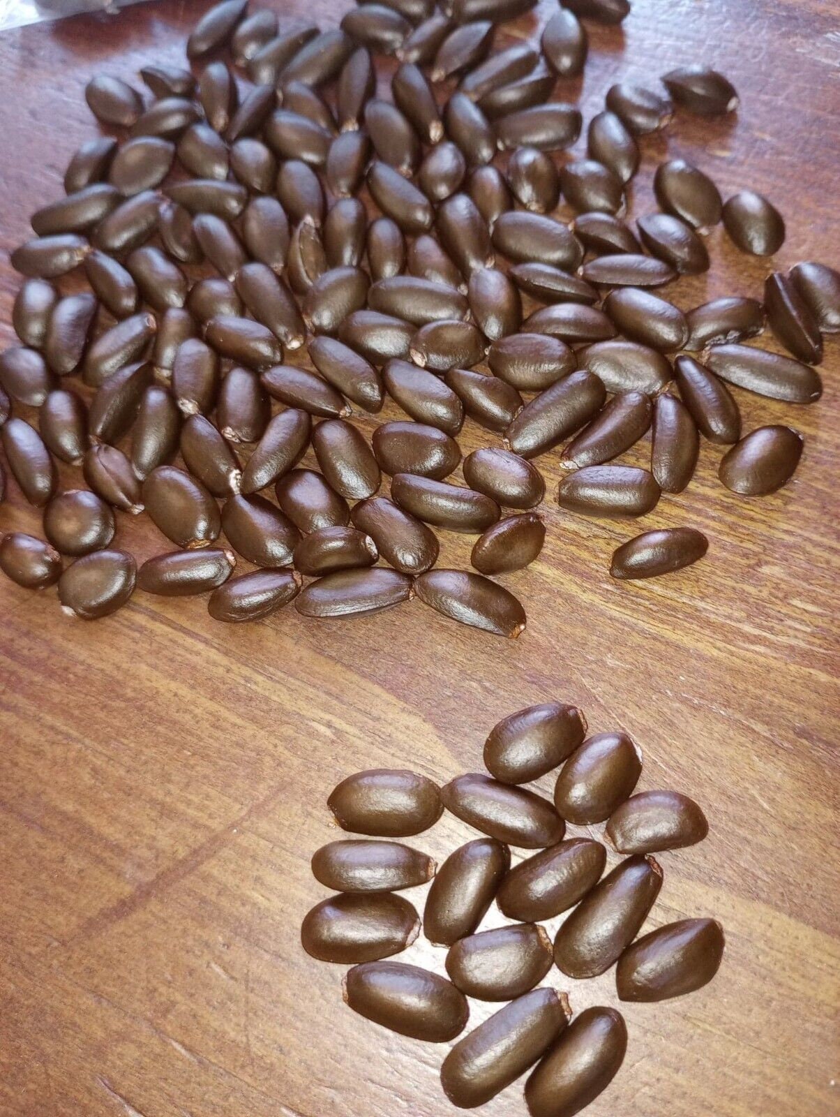 15 Red Custard Apple Seeds Annona Squamosa Sweetsop Sugar Apple Seed - Etsy