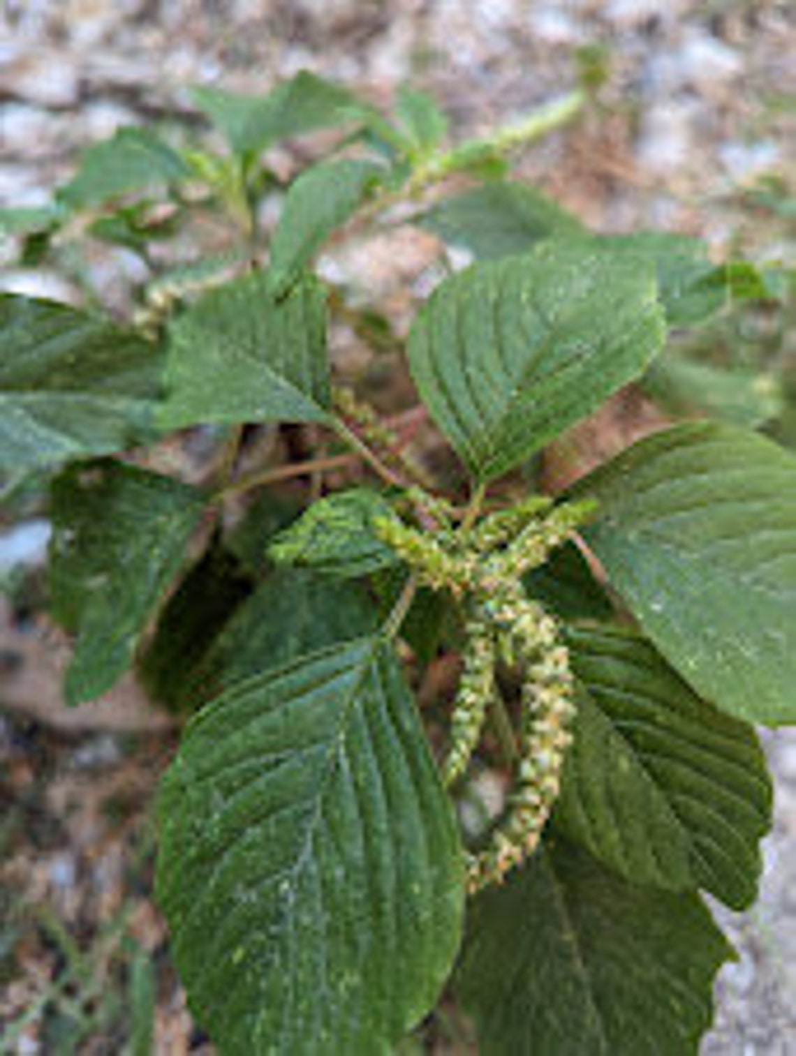 250 Seeds - Amaranthus Viridis - CALLALOO - Green Amaranth ~ FRESH Non ...