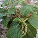250 Seeds - Amaranthus Viridis - CALLALOO - Green Amaranth ~ FRESH Non ...