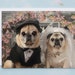 WEDDING CARD, Congratulations Wedding Pug Greeting Card by Pugs and ...