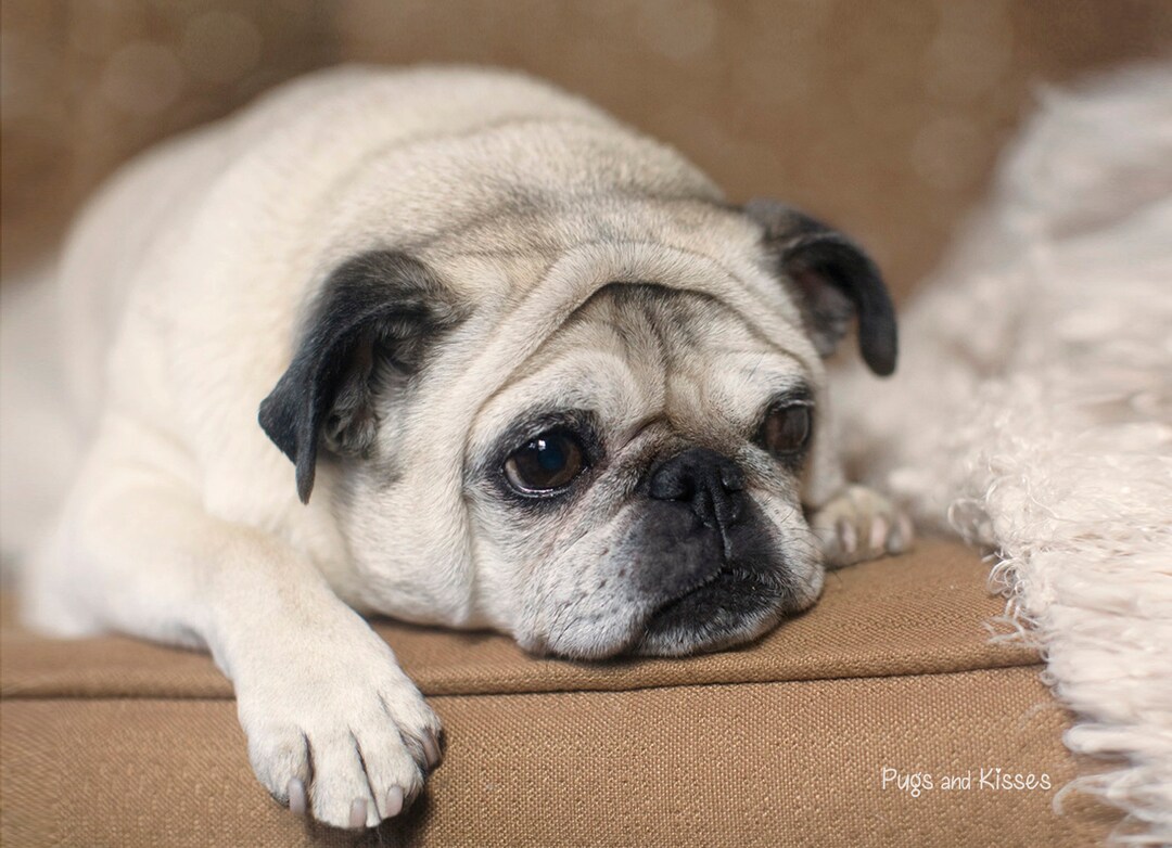 SYMPATHY CARD - Wherever a Beautiful Soul Has Been - 5x7 Pug Sympathy ...