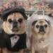 WEDDING CARD, Congratulations Wedding Pug Greeting Card by Pugs and ...