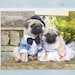 5x7 WEDDING CARD, Congratulations Wedding Pug Greeting Card by Pugs and ...
