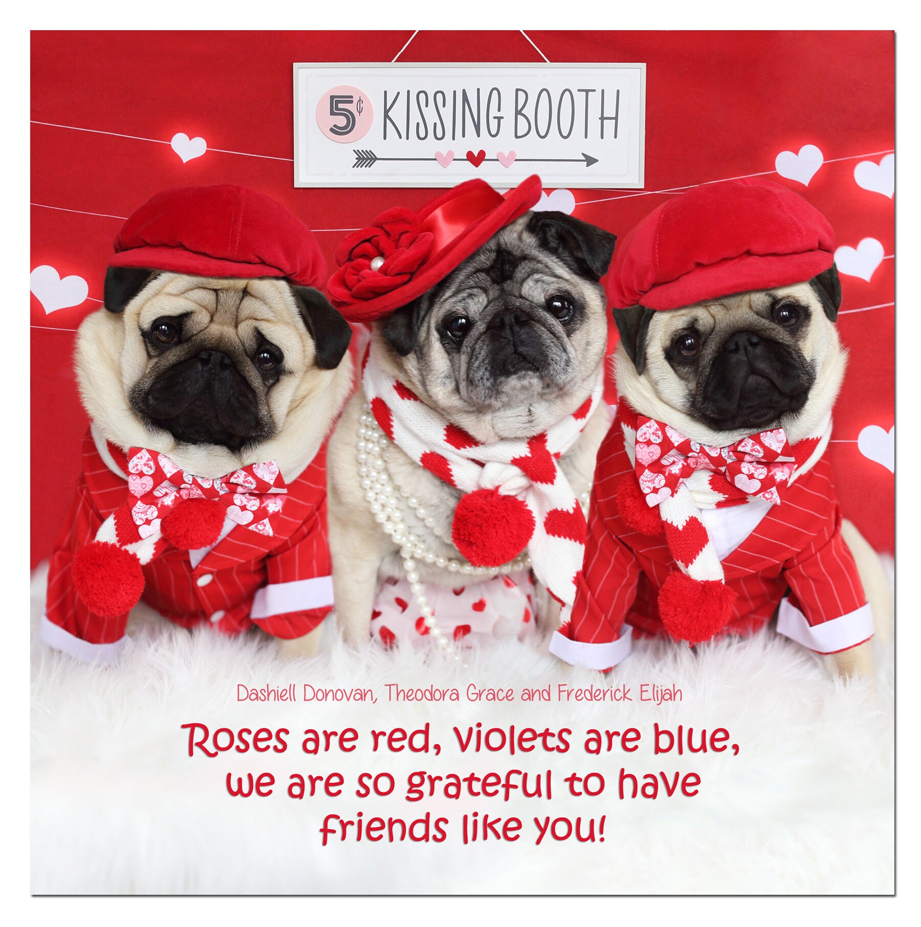 Why Are Pugs So Loving