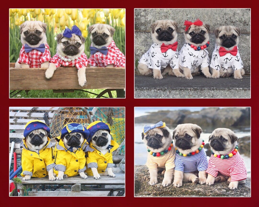 Note Card Set - Pug Puppy Note Cards - Pugs Note Cards - 4x5 - Etsy