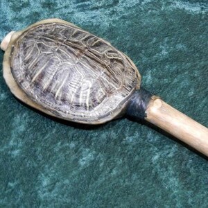 Red Ear Turtle Rattle With Deer Rawhide and Choice of Sinew Color ...
