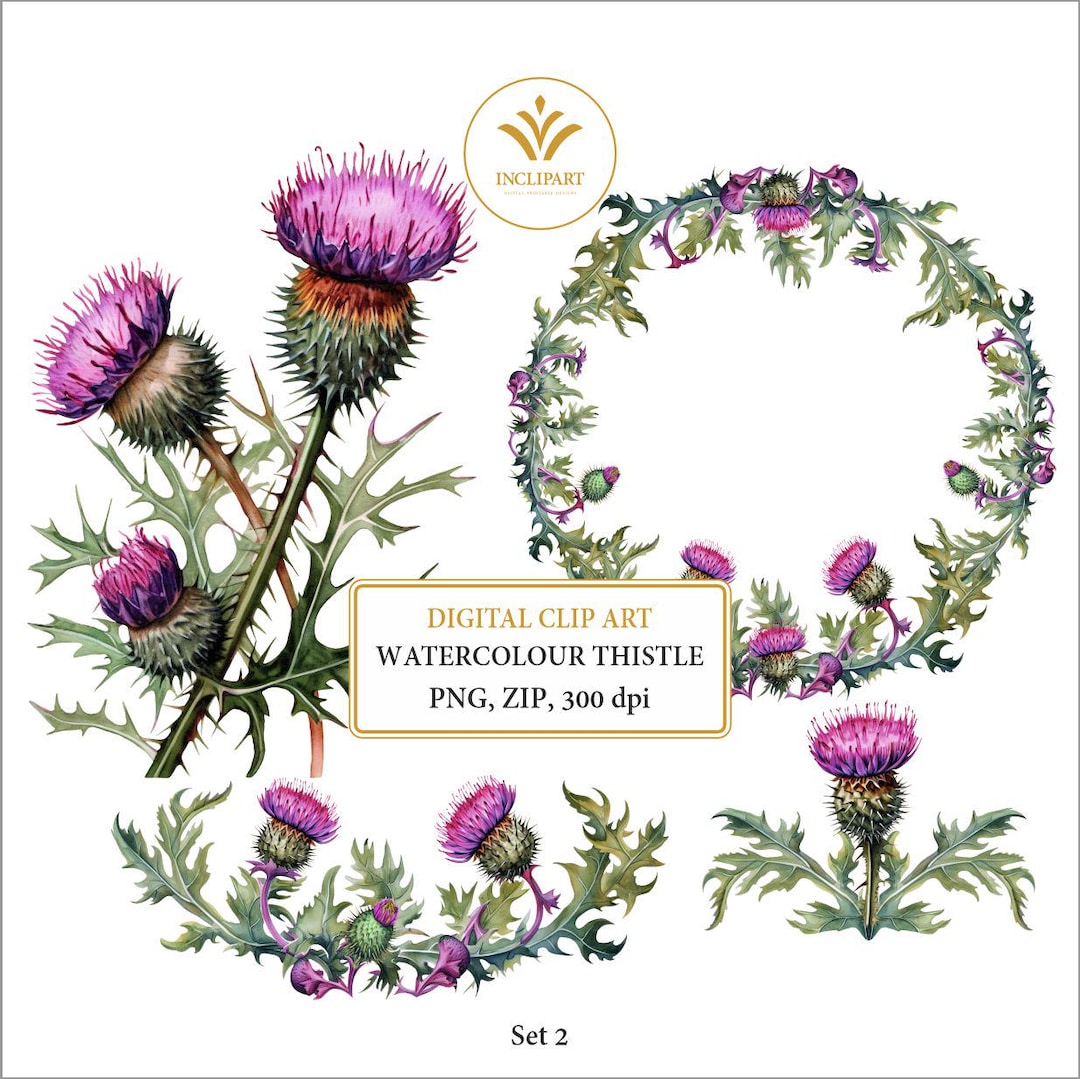 Watercolor Thistle, Wreath, Book Divider PNG Digital Clip Art. Hand ...
