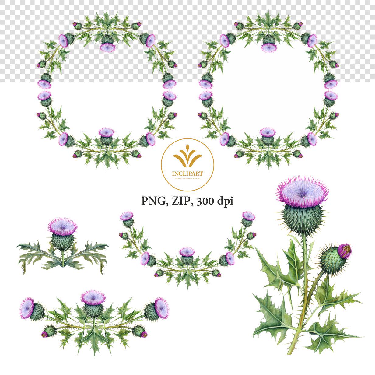 Watercolour Thistle, Wreath, Book Divider PNG Digital Clipart. Hand ...