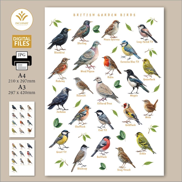 Garden Birds Drawing - Etsy UK