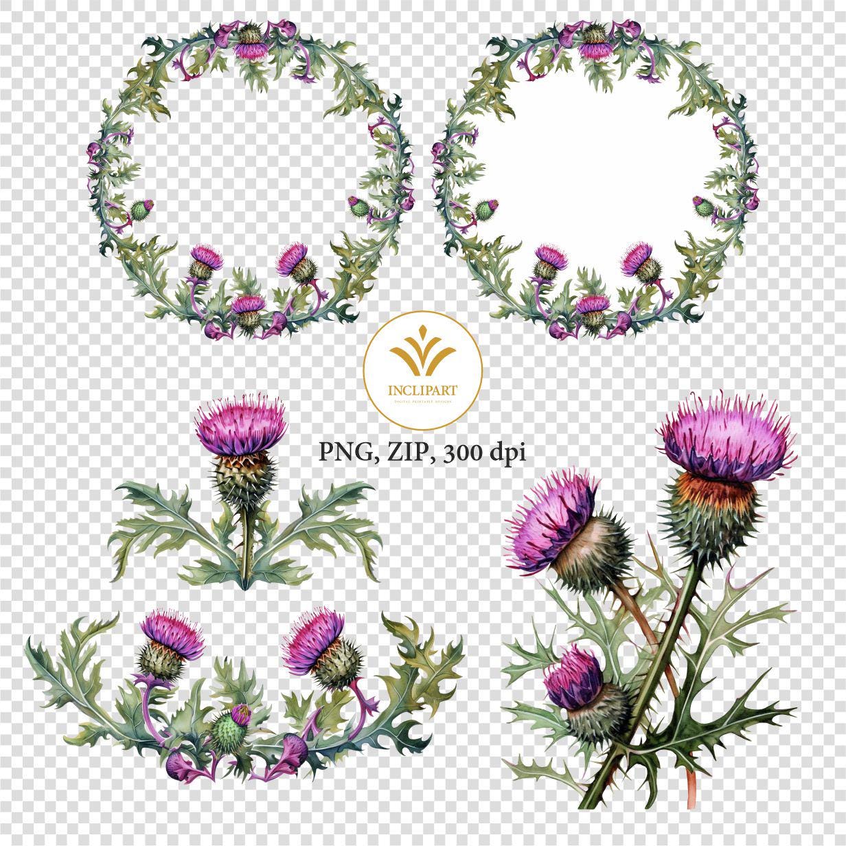 Watercolor Thistle, Wreath, Book Divider PNG Digital Clip Art. Hand ...