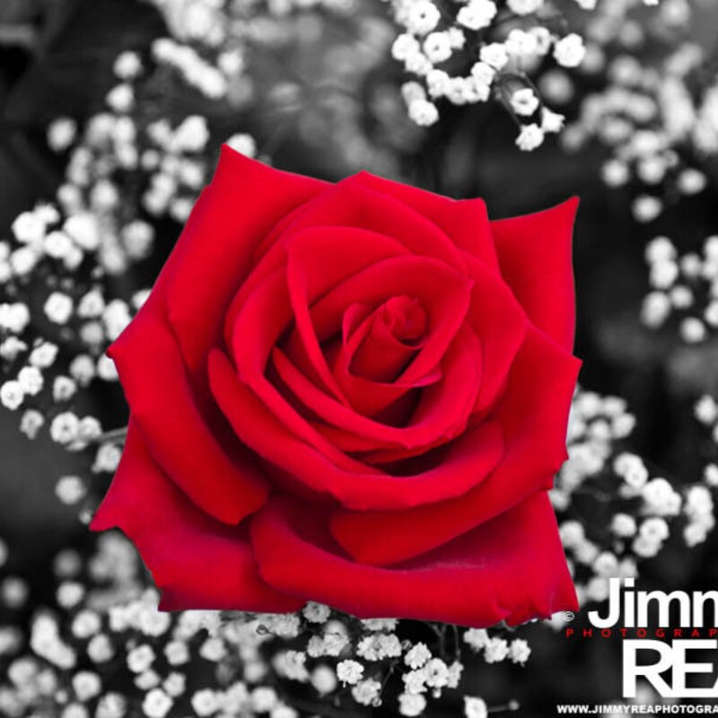 Red Rose Wall - Etsy