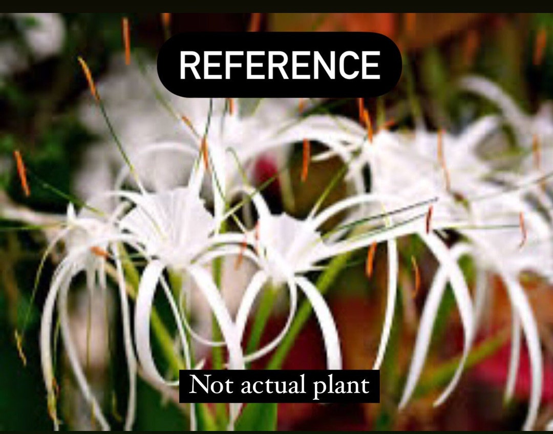 Crinum Asiaticum, White Spider Lily, Beautiful Flowers, Sprout - Etsy